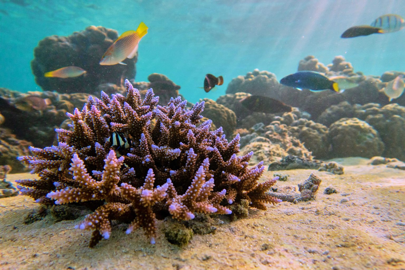 Nature Conservation Foundation: Redefining conservation in a changing ...